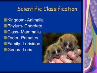 Mary vu slender loris | PPT