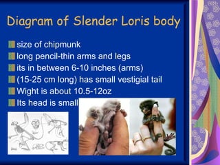 Mary vu slender loris | PPT