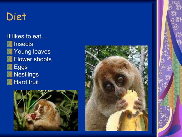 Mary vu slender loris | PPT