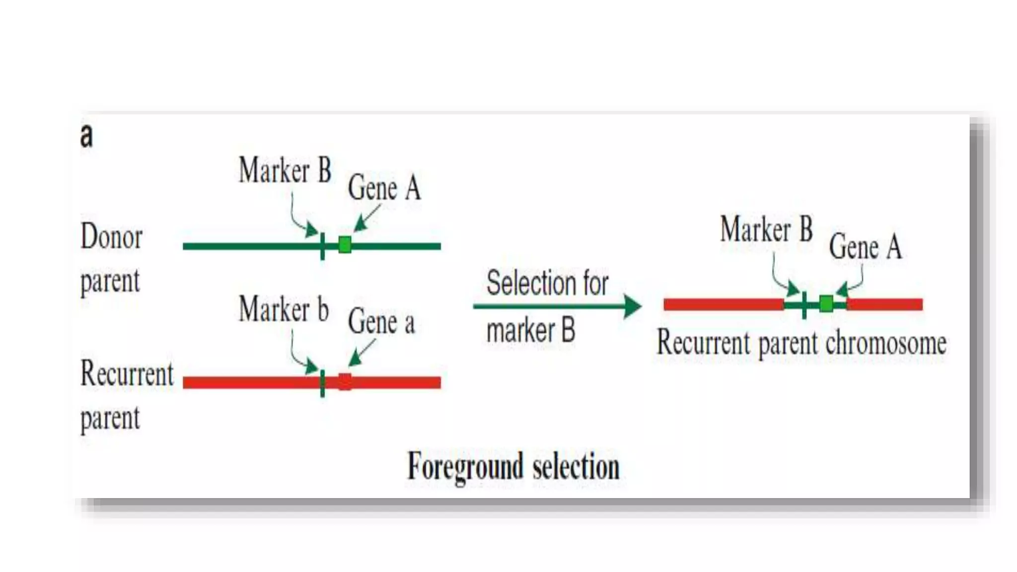 MARKER ASSISTED SELECTION | PPTX
