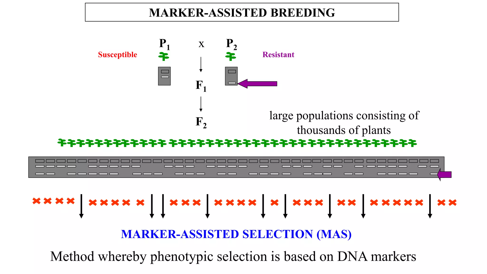 MARKER ASSISTED SELECTION | PPTX