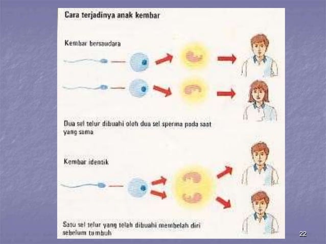 pengantar asuhan pada masa-pranatal.pptx