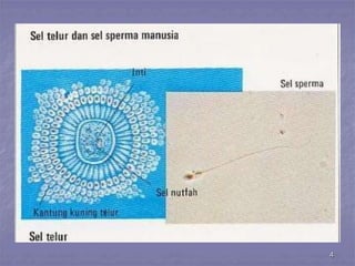 pengantar asuhan pada masa-pranatal.pptx