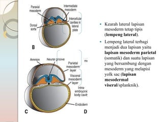 MASA embriogenik-dan-janin-fix embriologi.pptx