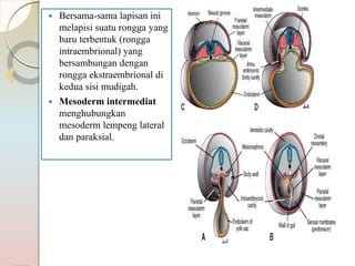 MASA embriogenik-dan-janin-fix embriologi.pptx