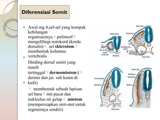 MASA embriogenik-dan-janin-fix embriologi.pptx