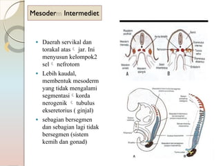 MASA embriogenik-dan-janin-fix embriologi.pptx