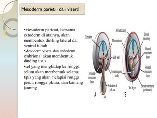 MASA embriogenik-dan-janin-fix embriologi.pptx