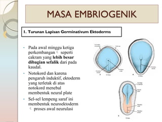 MASA embriogenik-dan-janin-fix embriologi.pptx