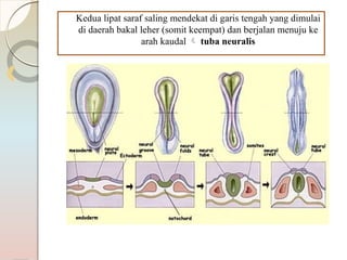 MASA embriogenik-dan-janin-fix embriologi.pptx
