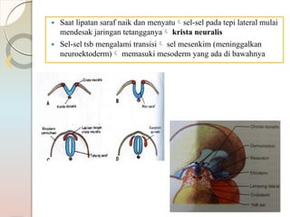 MASA embriogenik-dan-janin-fix embriologi.pptx