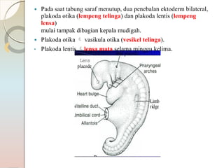 MASA embriogenik-dan-janin-fix embriologi.pptx