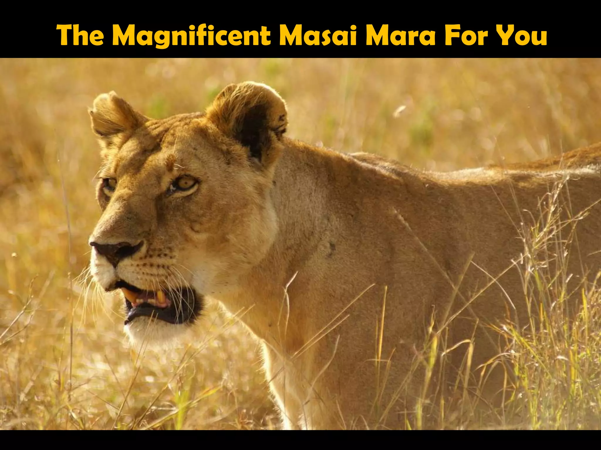 Masai mara | PPTX | Birds | Pets