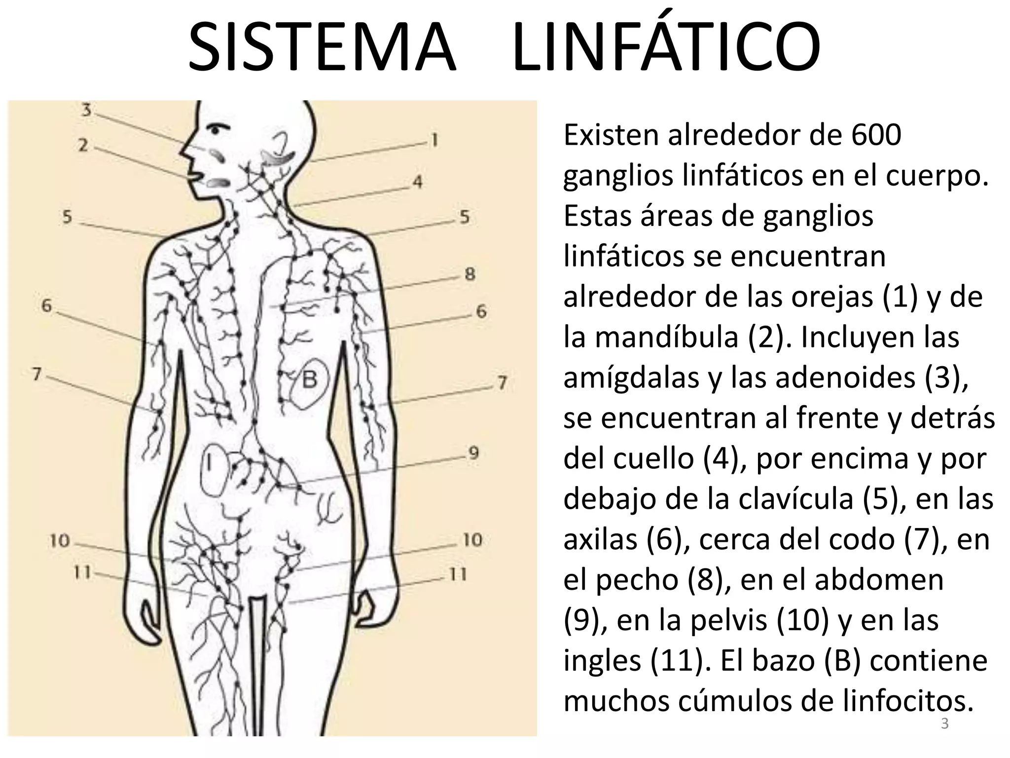 MASAJE TERAPÉUTICO - SISTEMA LINFATICO.pptx