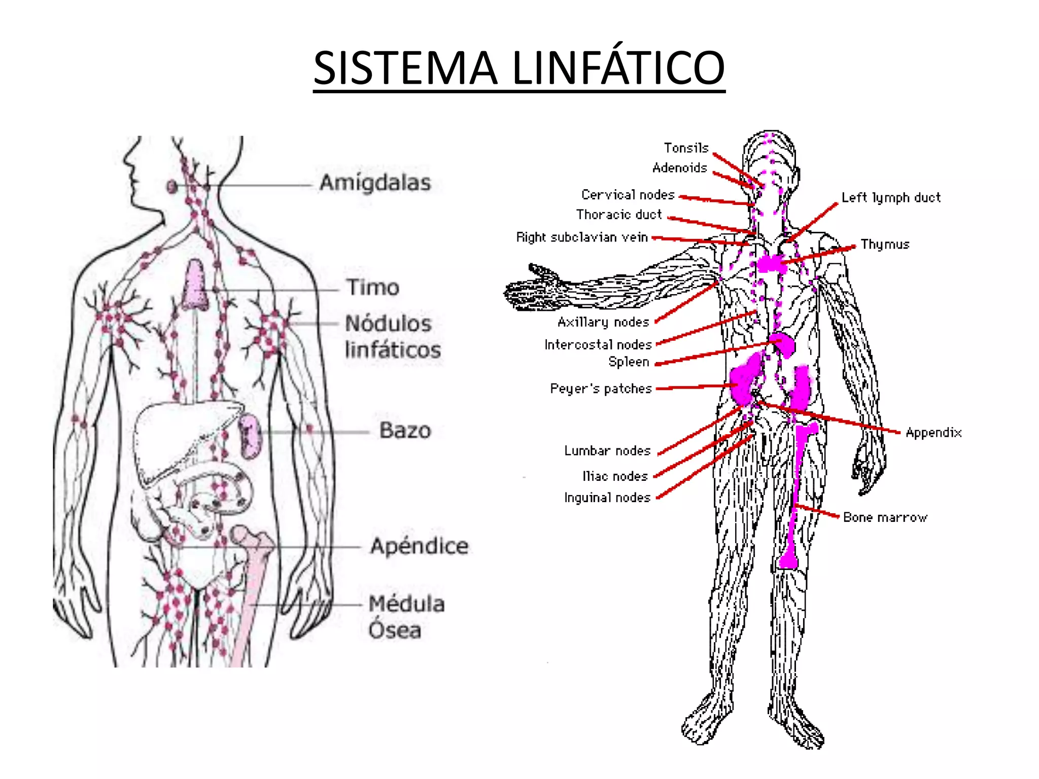 MASAJE TERAPÉUTICO - SISTEMA LINFATICO.pptx