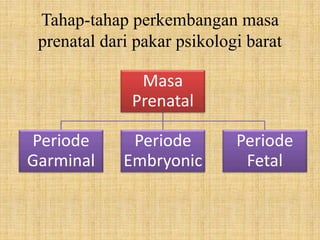 Masa prenatal ppt | PPTX