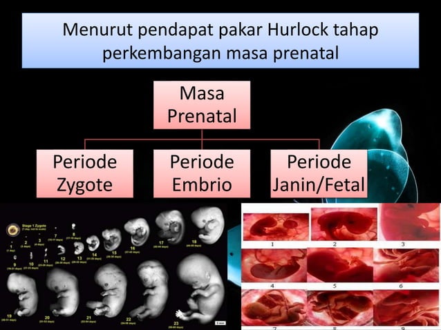 Masa prenatal ppt | PPTX