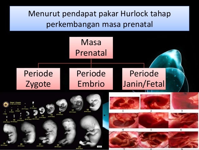 Masa Perkembangan ( prenatal) ppt