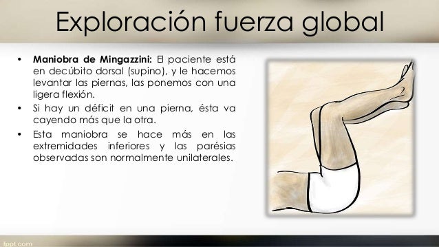 Masa y fuerza muscular