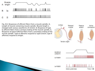 Mascle spindle دوک عضلانی عصبی | PPTX