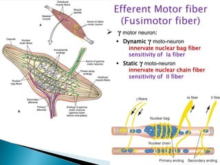 Mascle spindle دوک عضلانی عصبی | PPTX