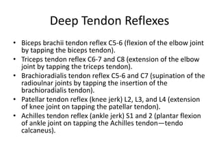 Mascle spindle دوک عضلانی عصبی | PPTX