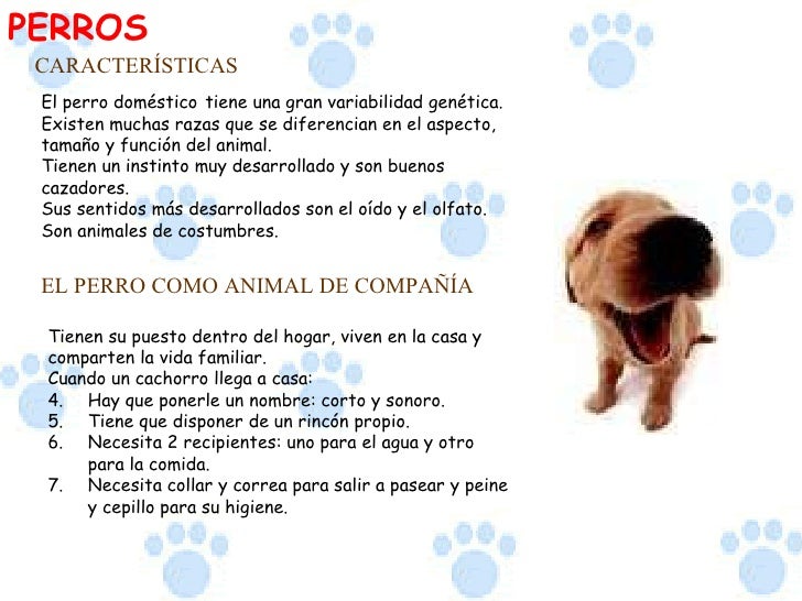 Tu mascota te lo agradecerá...