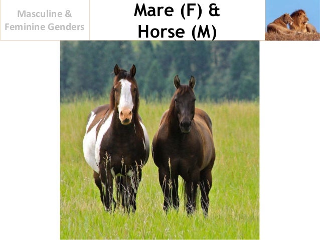 Masculine And Feminine Genders