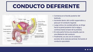 Sistema genital masculino histologia medica | PDF