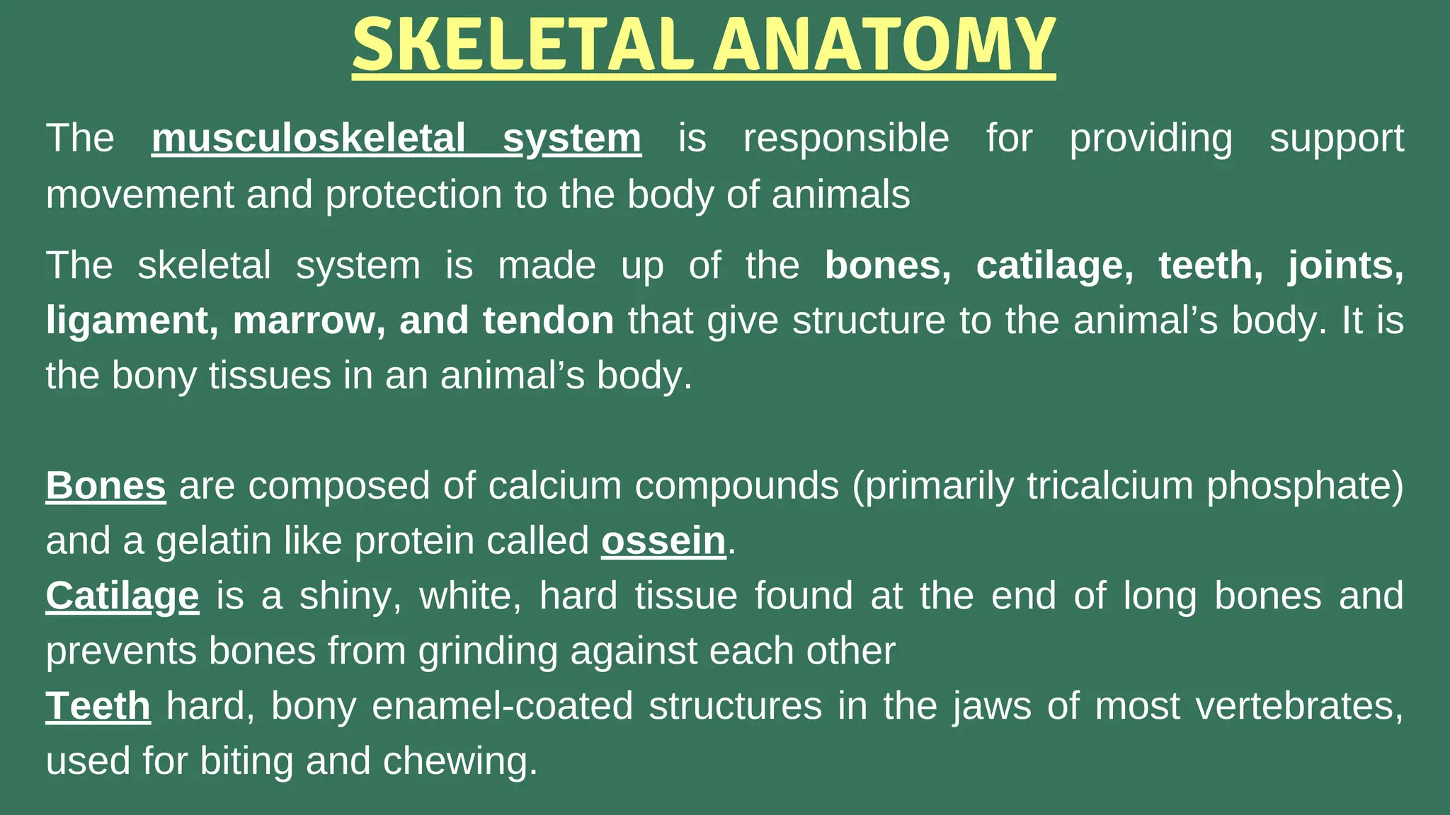 Masculoskeletal System and meat production (1).pdf