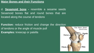 Masculoskeletal System and meat production (1).pdf
