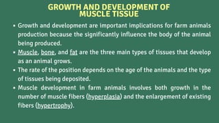 Masculoskeletal System and meat production (1).pdf