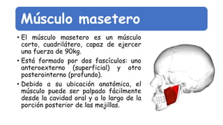 masetero anatomia sacado del libro de quiroz | PPTX