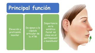 masetero anatomia sacado del libro de quiroz | PPTX