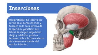 masetero anatomia sacado del libro de quiroz | PPTX