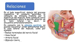 masetero anatomia sacado del libro de quiroz | PPTX