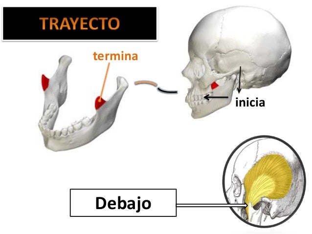Masetero haz profundo