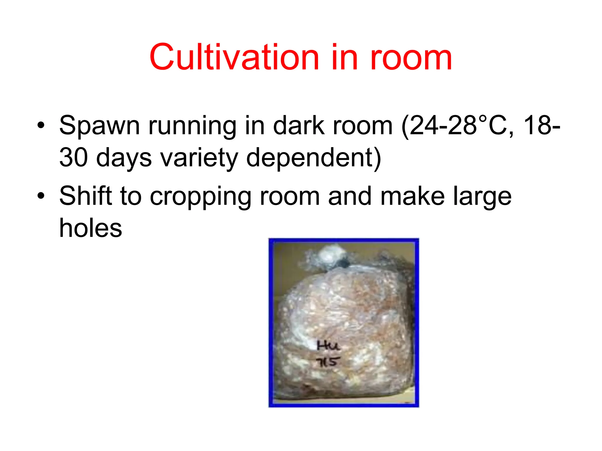 mashroom cultivation powerpoint prsentation | PPTX