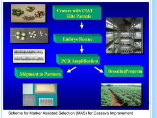 Mas in Orpan/Underutilized Crops. | PDF