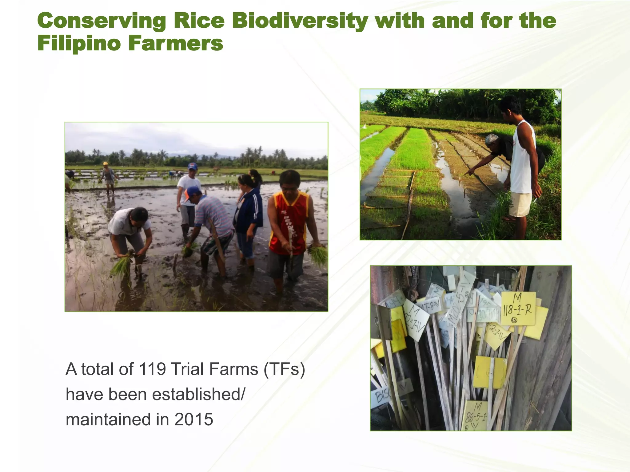 Achieving the Philippines' Strategic Development Goals (SDGs) through ...