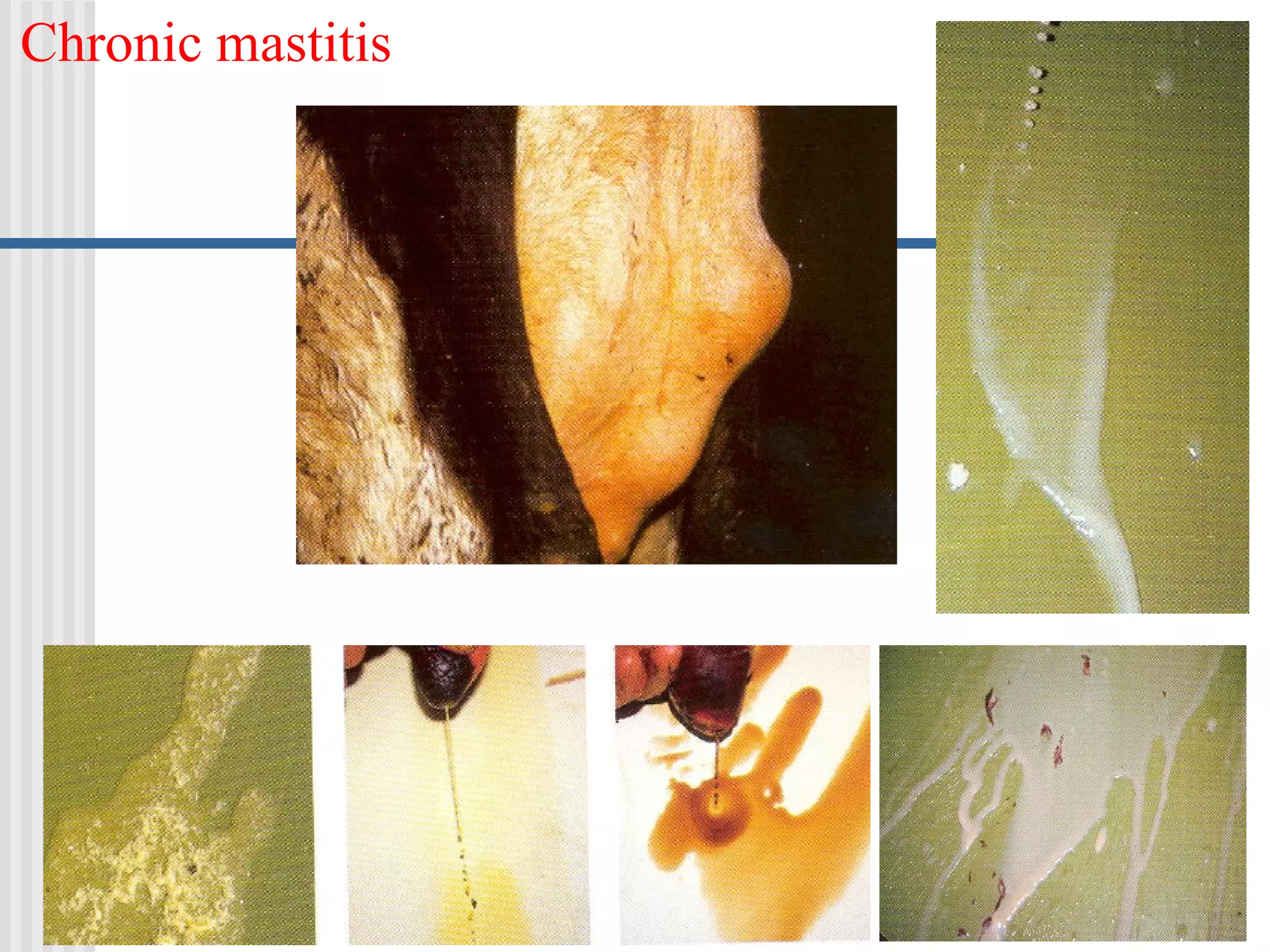 Mastitis in dairy cattle causes and treatment | PDF
