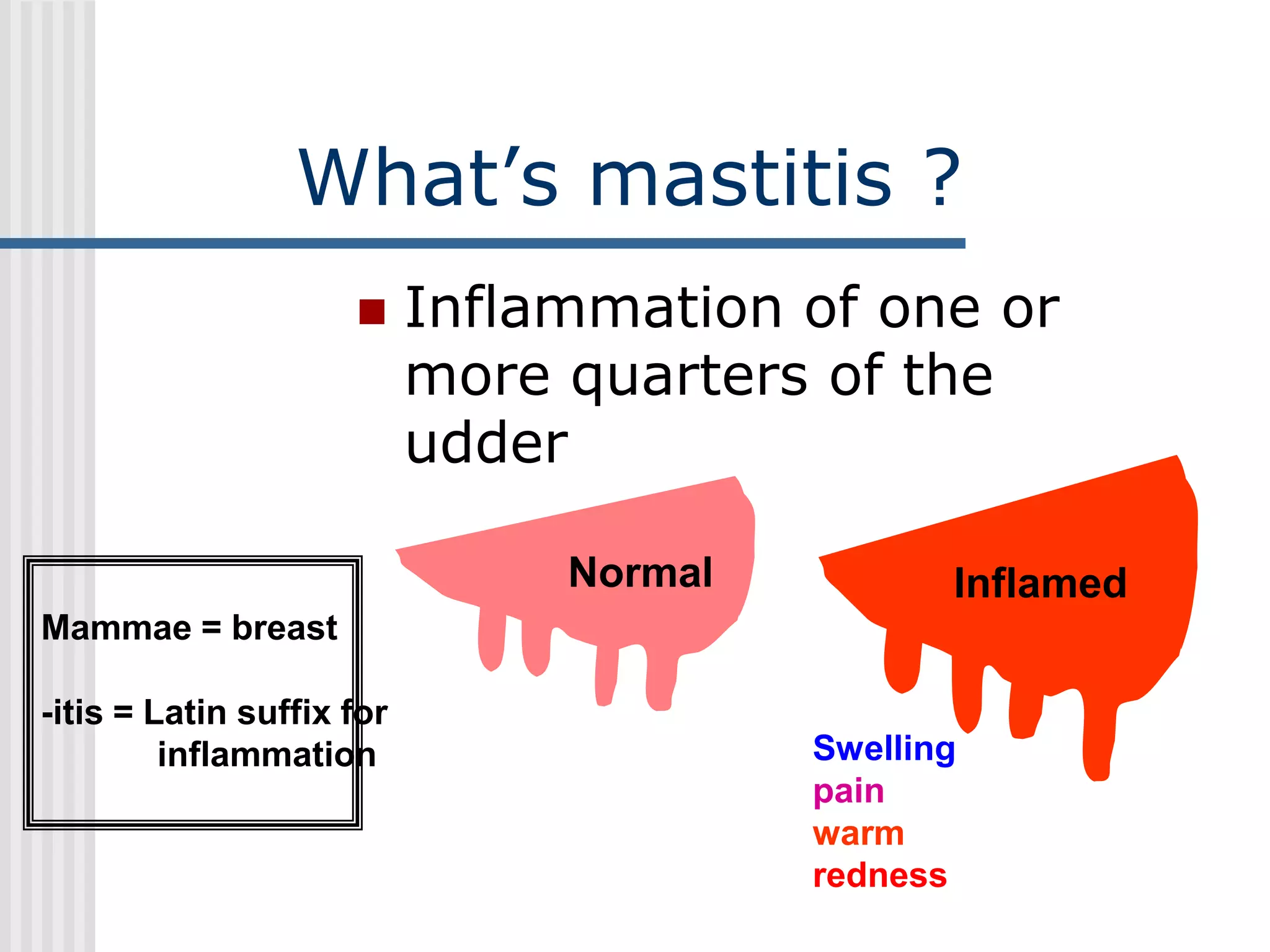 Mastitis in dairy cattle causes and treatment | PDF