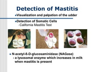 Mastitis in dairy cattle causes and treatment | PDF