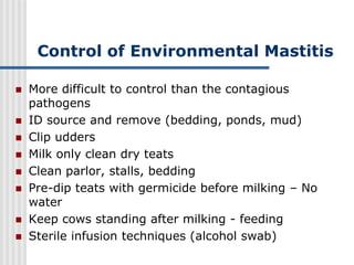 Mastitis in dairy cattle causes and treatment | PDF