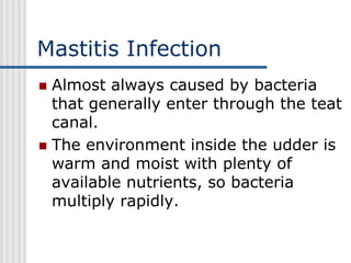 Mastitis in dairy cattle causes and treatment | PDF