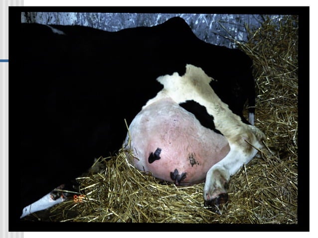 Mastitis in dairy cattle causes and treatment