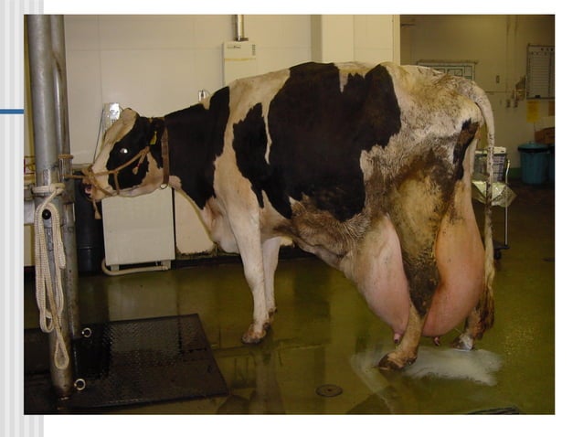 Mastitis in dairy cattle causes and treatment