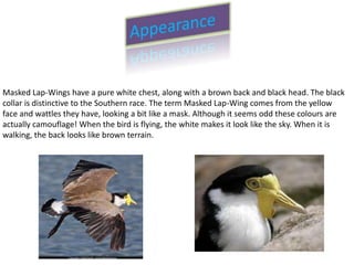 Masked lap wings (scoop 3) | PPTX