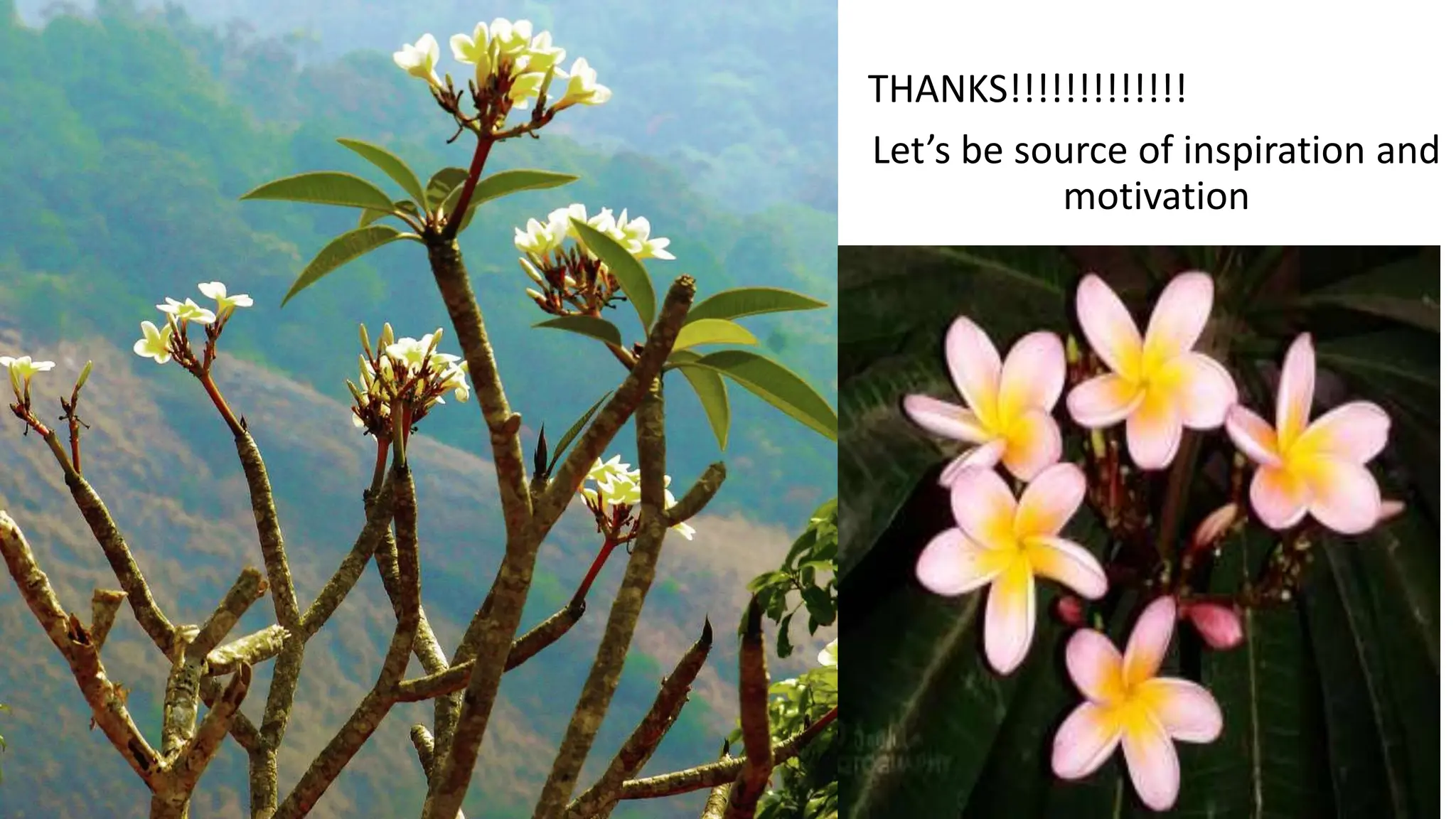 Maslows Theory of Motivatation powerpoint presentation | PPT