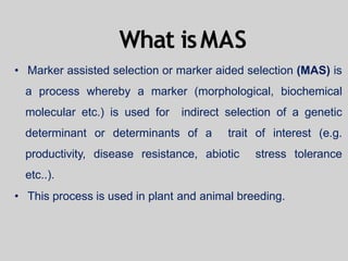 MAS (MARKER ASSISTED SELECTION ) AGB PPT RAMESH KUMAR.pptx